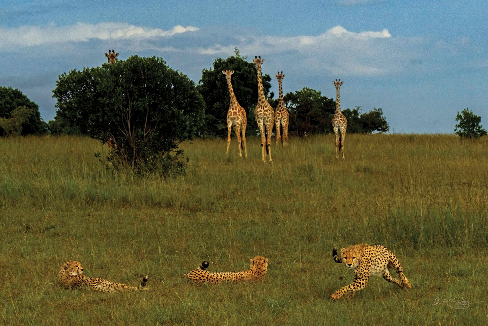 25-4 - asianwildlife.org